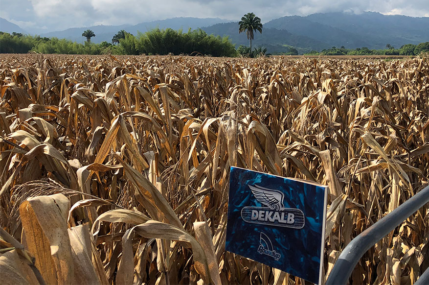 LANZAMIENTO DK 415 VT TRIPLE PRO