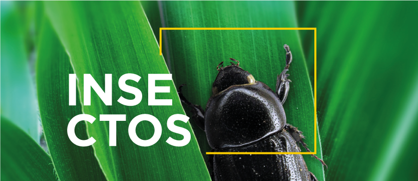 Plagas y enfermedades en un cultivo de maíz | DEKALB®